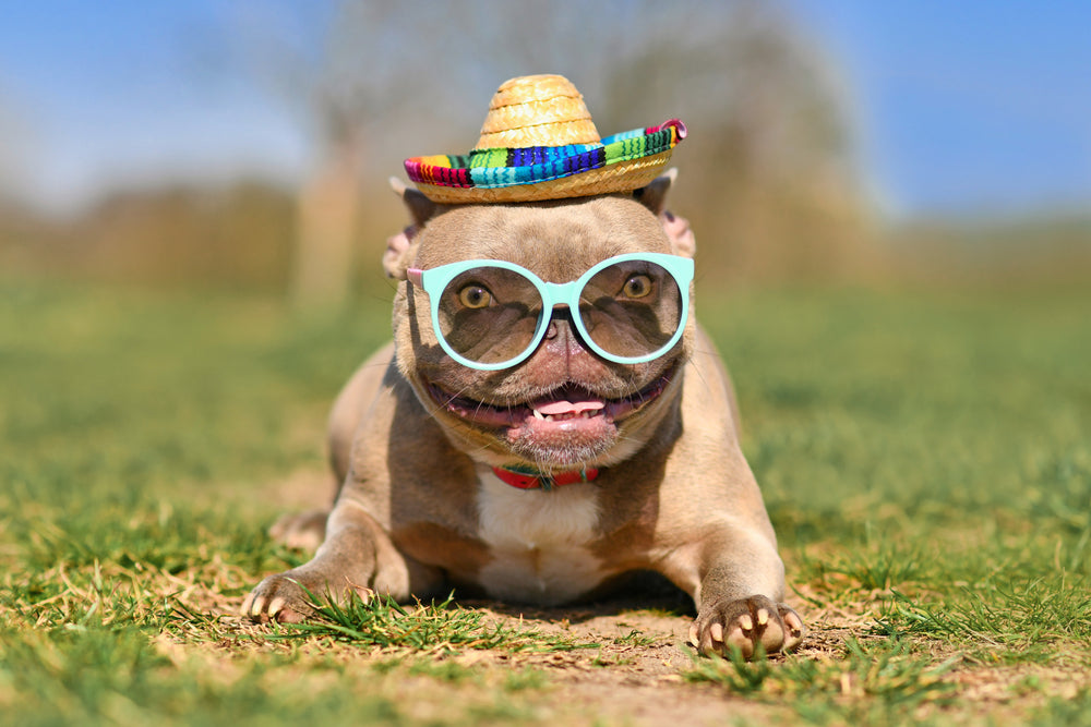 What To Do If Your Dog Is Overheated – Sukadev Animal Care
